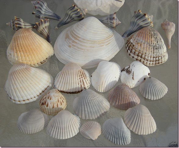 " Welcome to Lavender Dreams ": Decorating with Shells